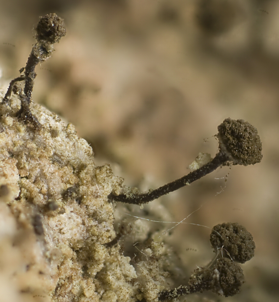 Chaenotheca trichialis (Ach.) Th. Fr.