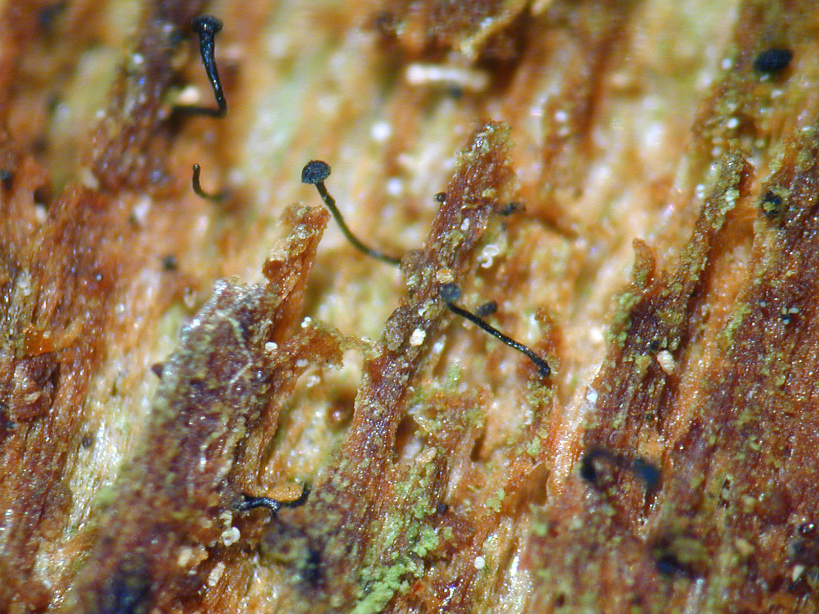 Chaenothecopsis savonica (Räsänen) Tibell