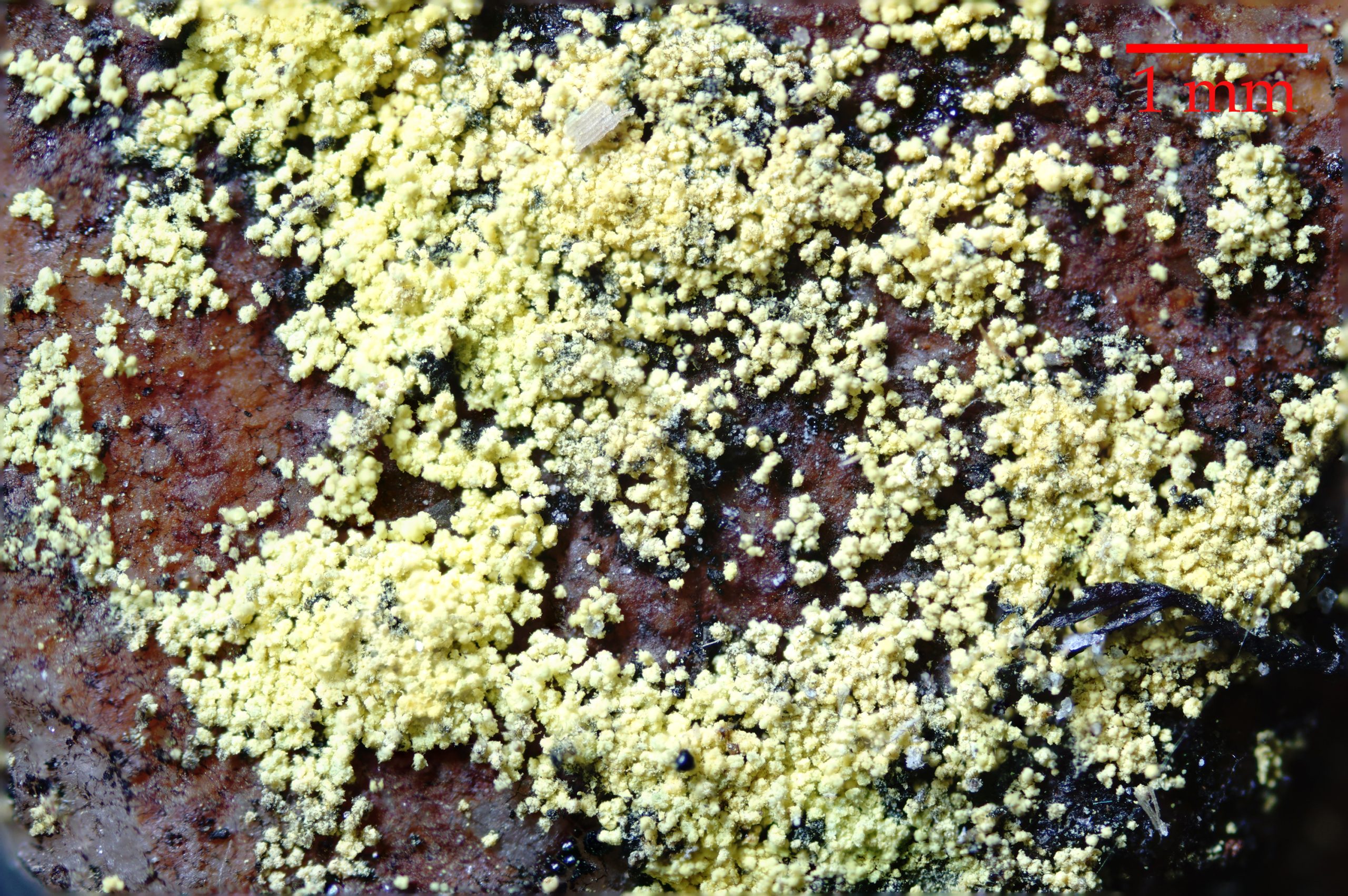 Chrysothrix chlorina (Ach.) J.R. Laundon