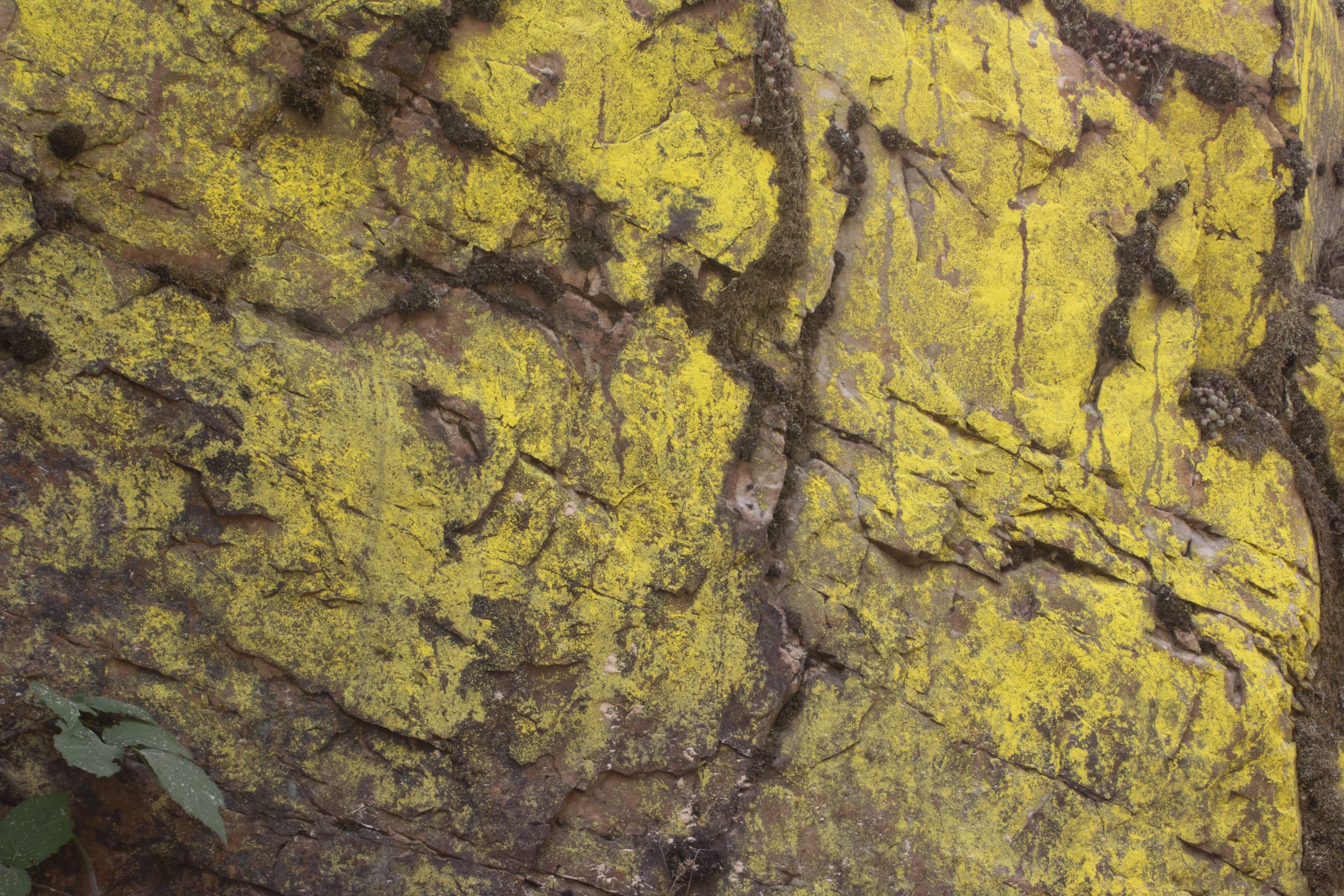 Chrysothrix chlorina (Ach.) J.R. Laundon