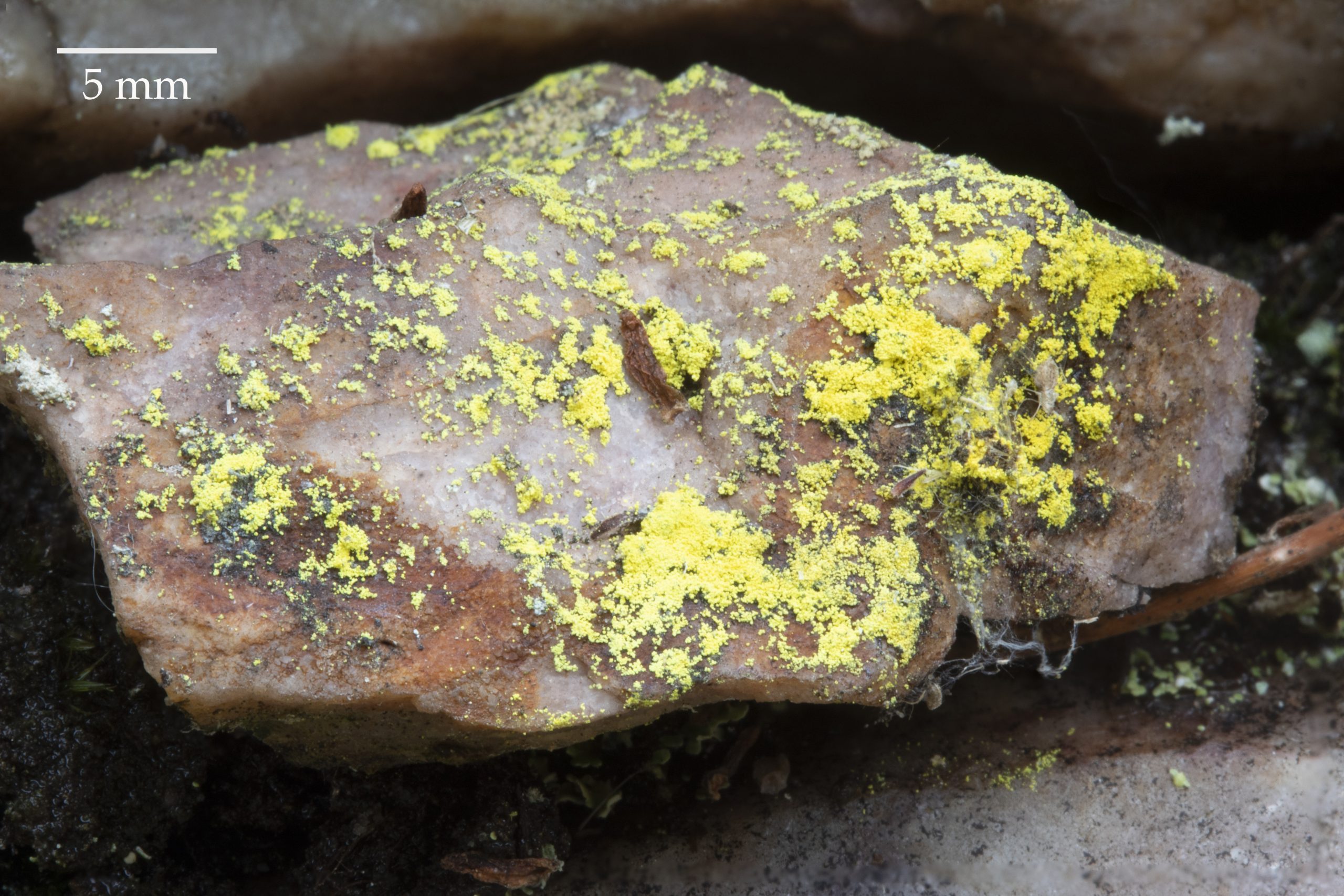 Chrysothrix chlorina (Ach.) J.R. Laundon