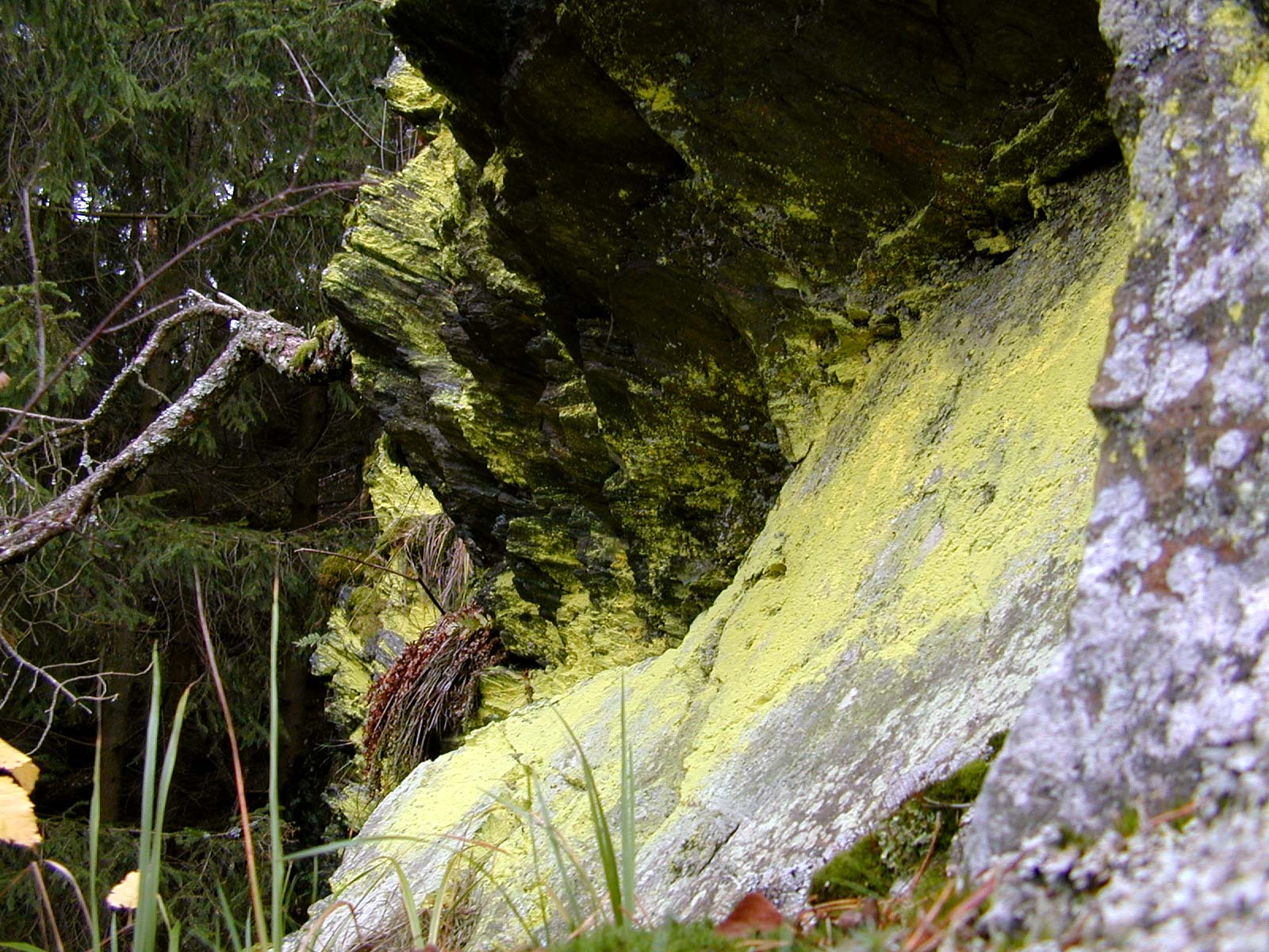 Chrysothrix chlorina (Ach.) J.R. Laundon