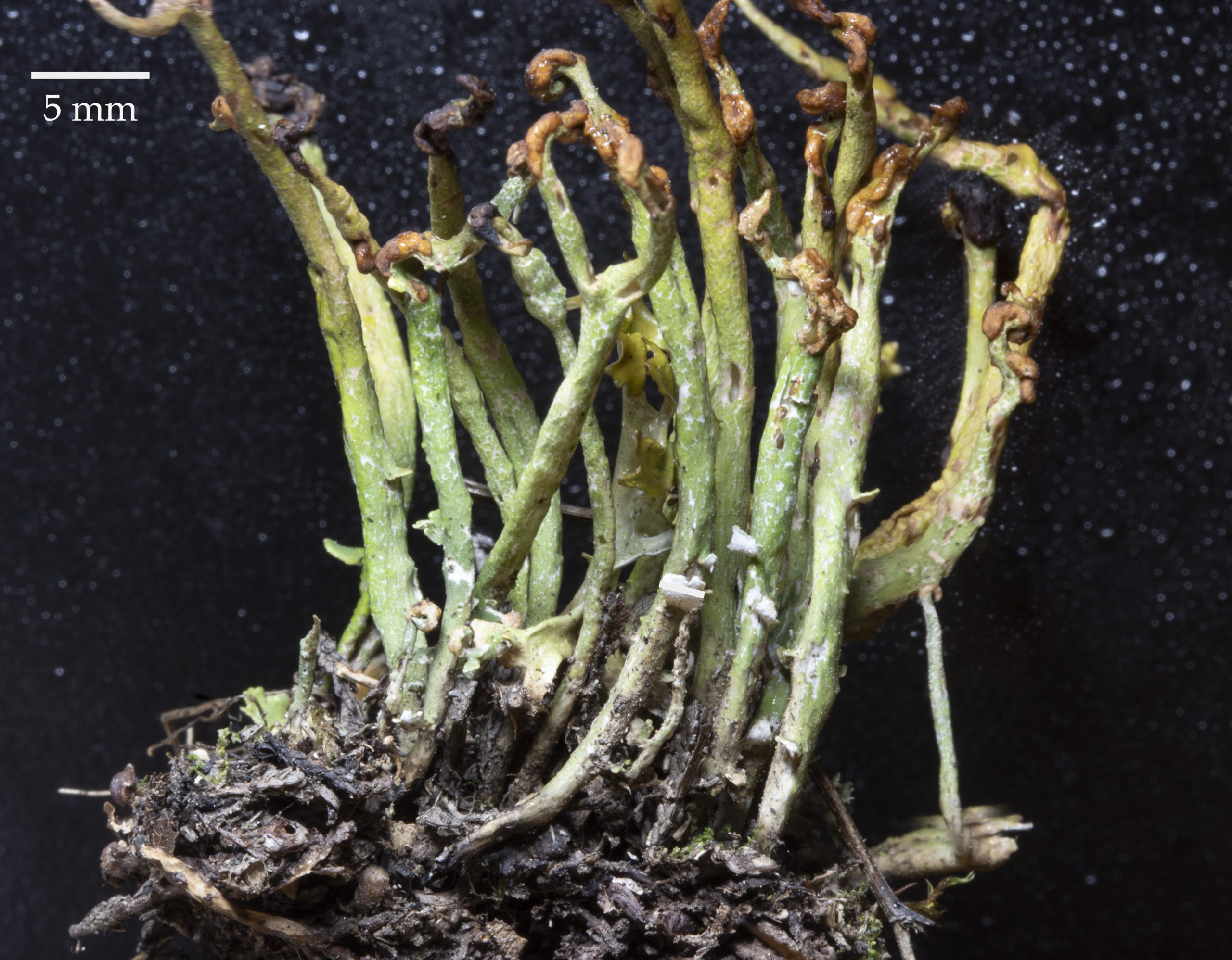 Cladonia macroceras (Delise) Hav.