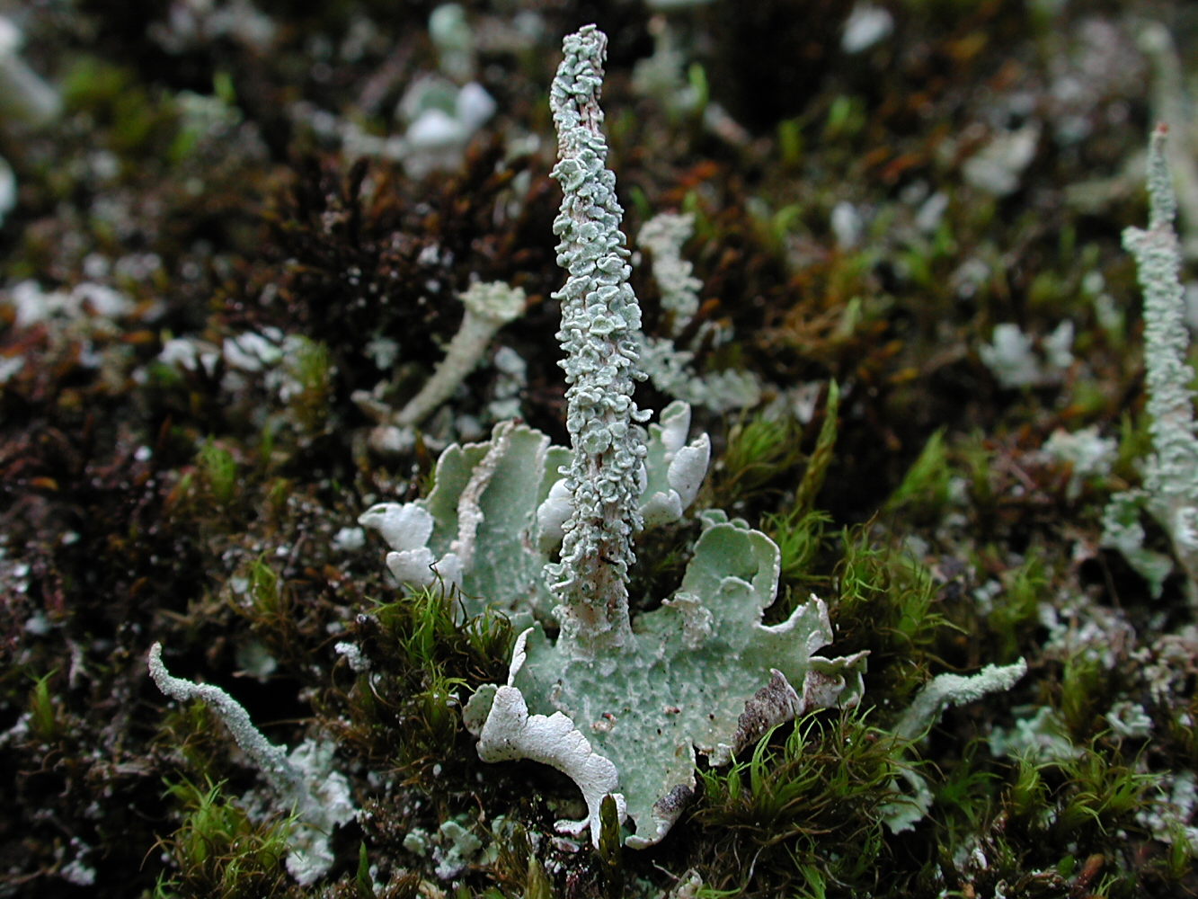 Cladonia macrophylla (Schaer.) Stenh.