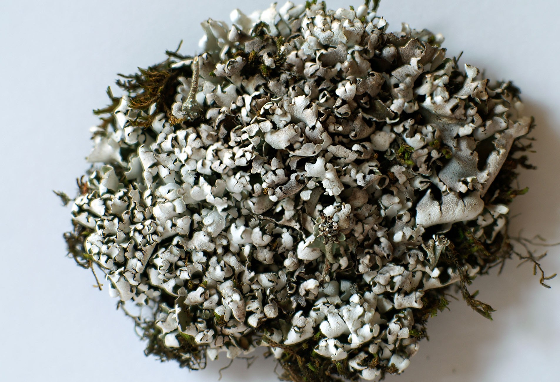 Cladonia macrophyllodes Nyl.