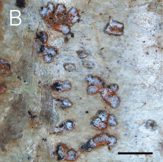 Coniocarpon cinnabarinum DC. | Dolichens