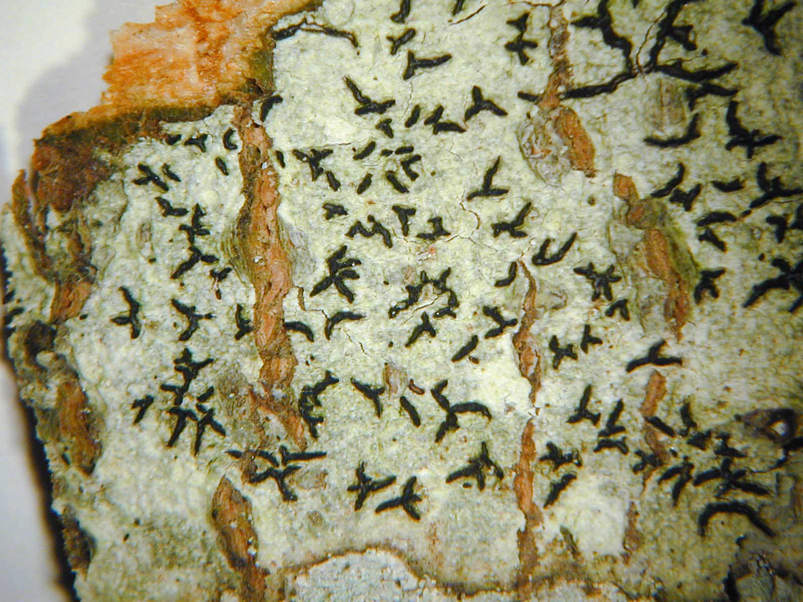 Graphis scripta (L.) Ach.