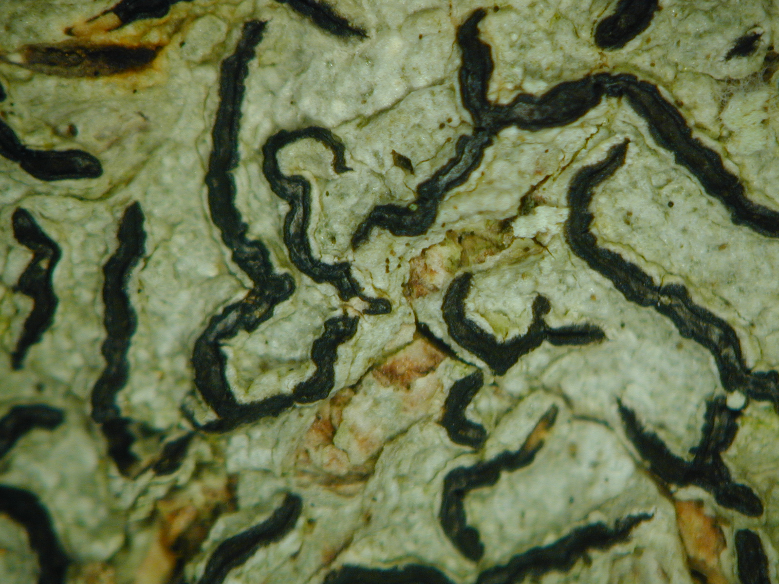 Graphis scripta (L.) Ach.