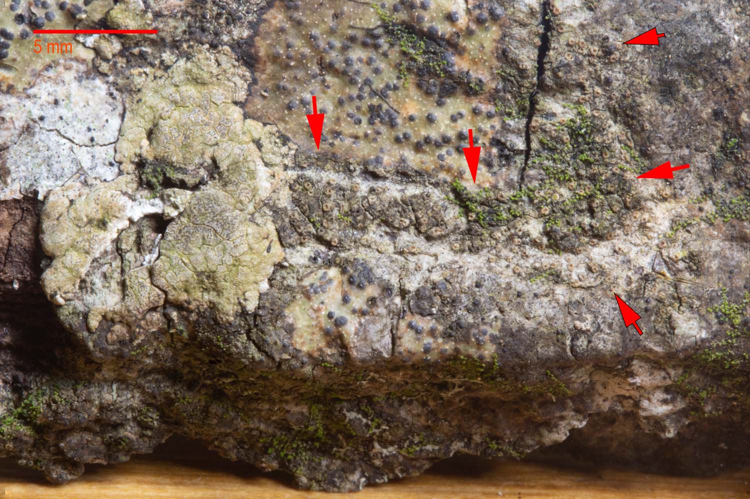 Gyalecta derivata (Nyl.) H. Olivier