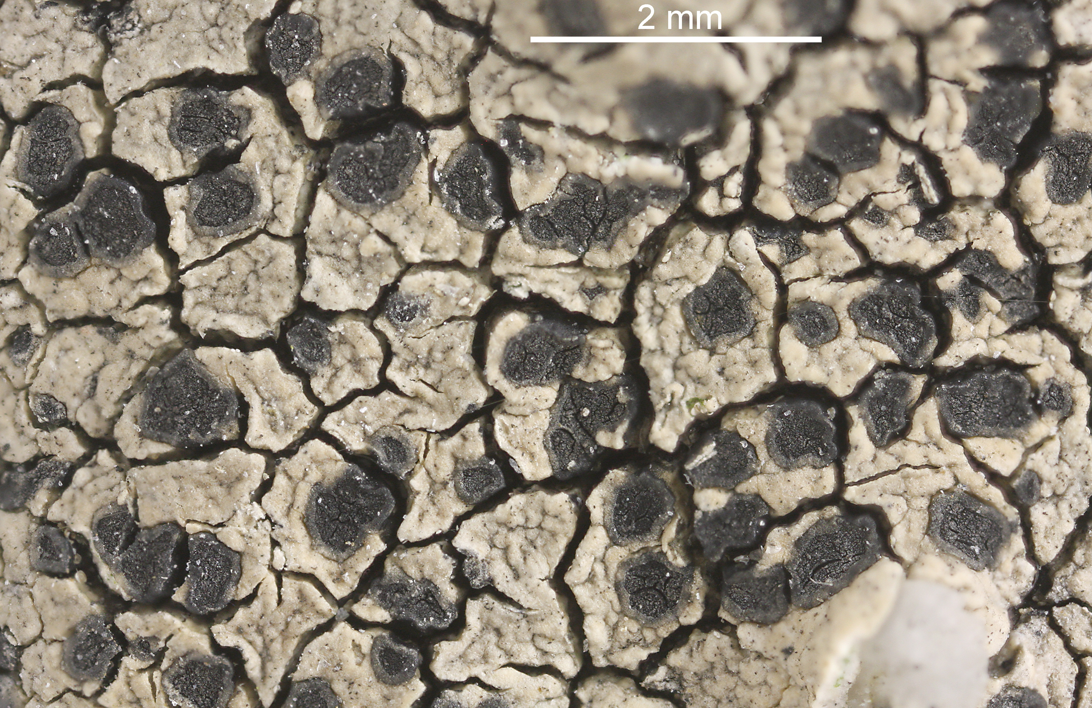 Lecidea lapicida var. pantherina (Hoffm.) Ach. | Dolichens
