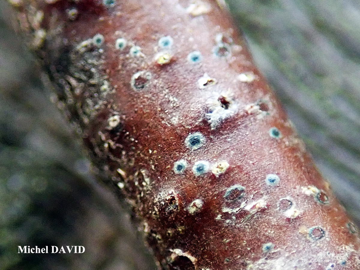Mycoglaena myricae (Nyl.) R.C. Harris