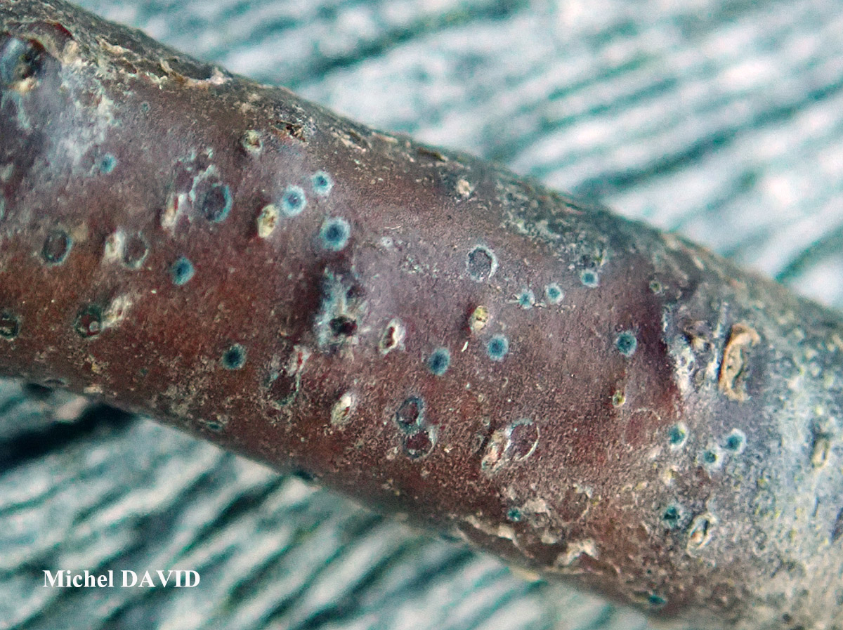 Mycoglaena myricae (Nyl.) R.C. Harris