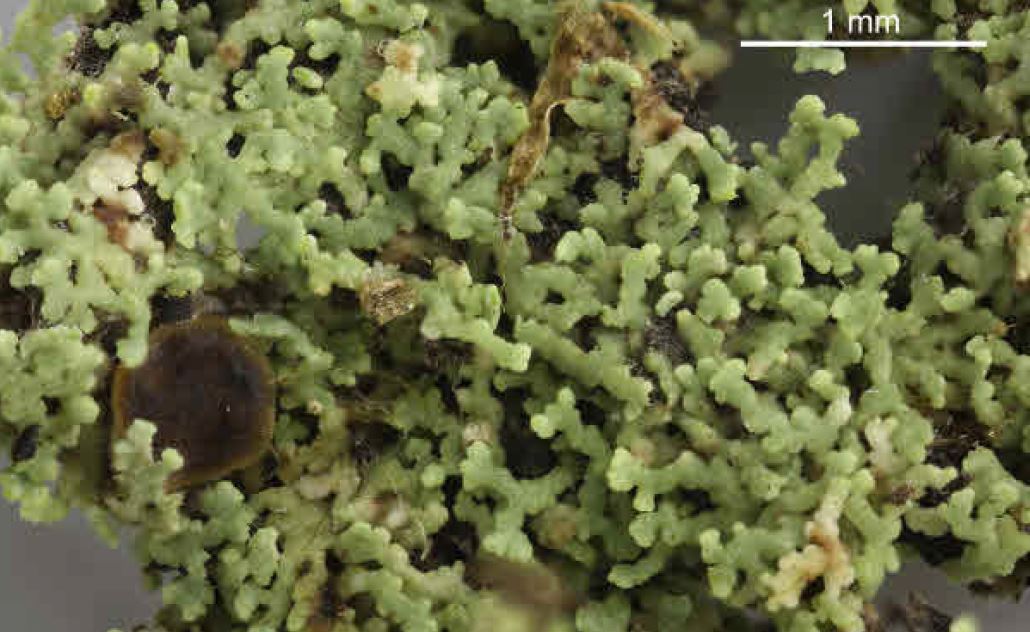Phyllopsora breviuscula (Nyl.) Müll. Arg. | Azorean Biodiversity Portal