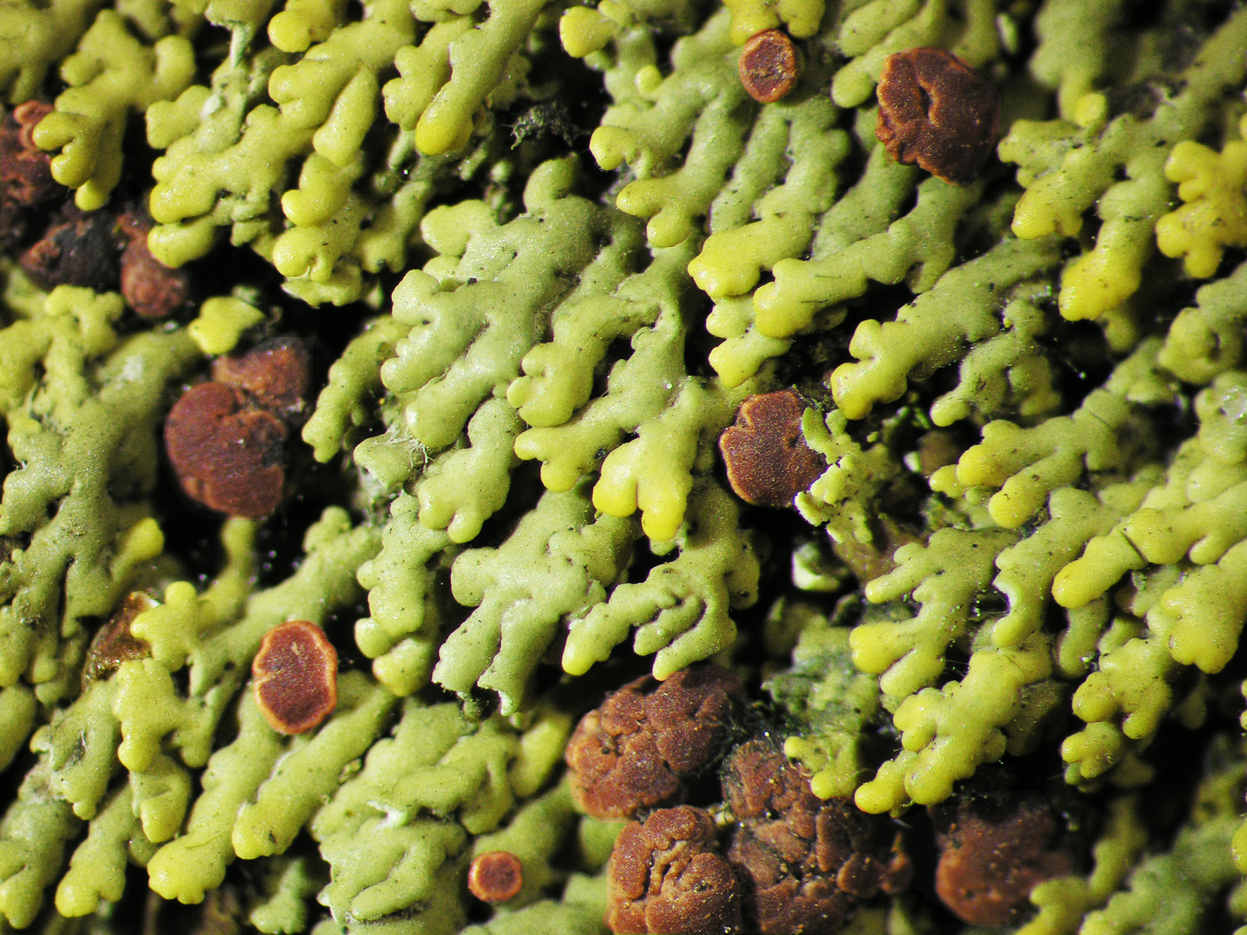 Phyllopsora breviuscula (Nyl.) Müll. Arg. | Azorean Biodiversity Portal