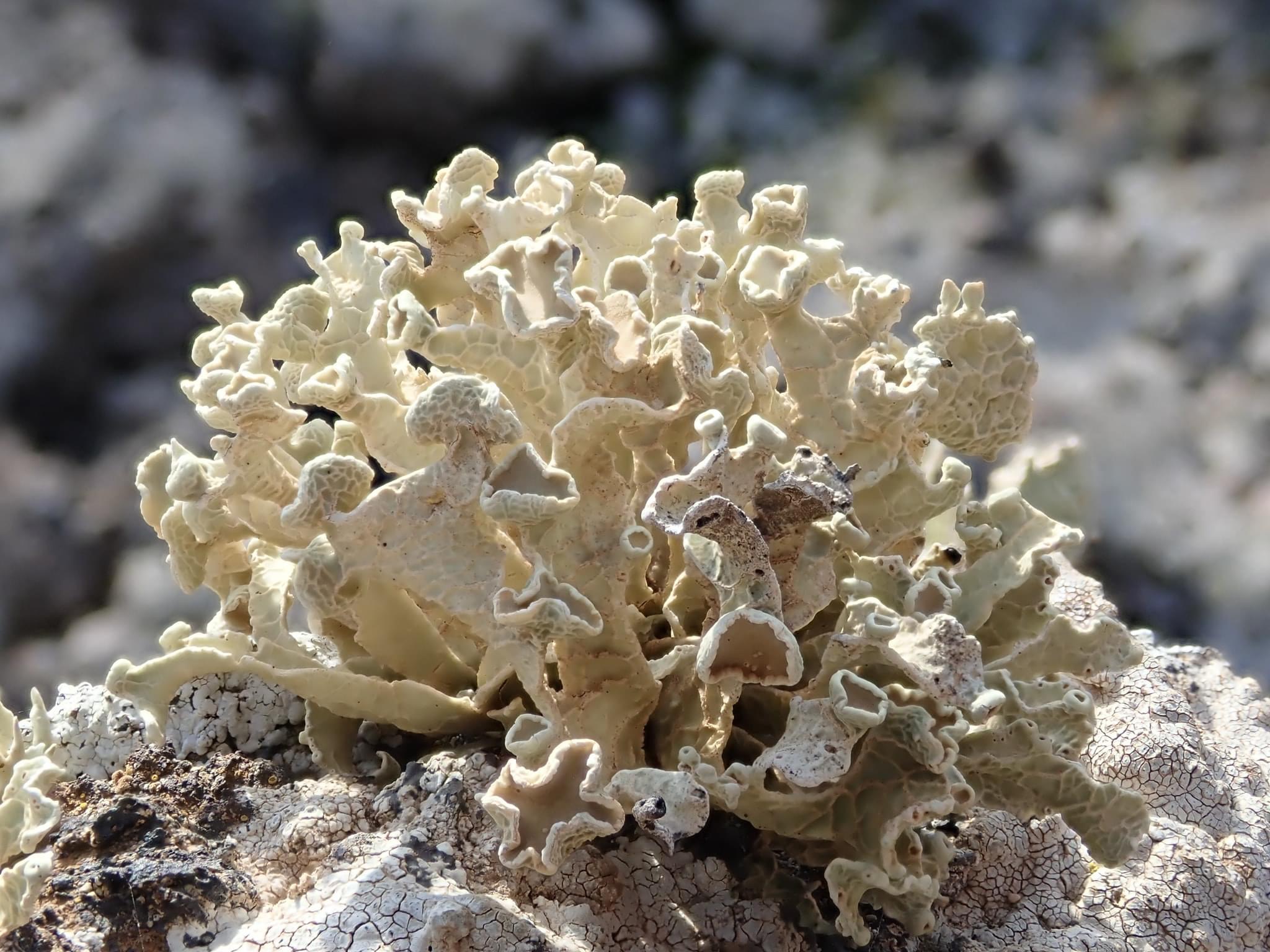 Ramalina cupularis Krog & P. James | Azorean Biodiversity Portal