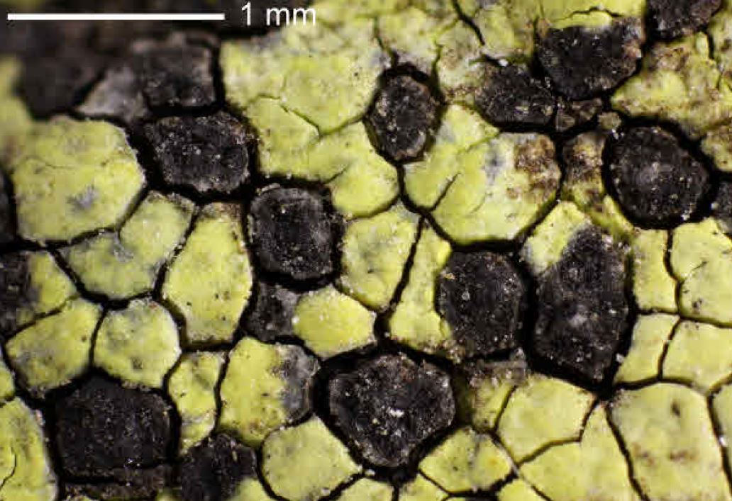 Rhizocarpon geographicum (L.) DC. subsp. geographicum