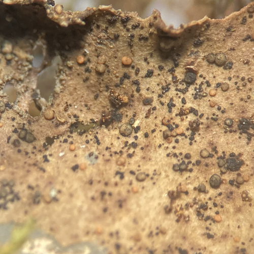 Scutula miliaris (Wallr.) P. Karst.