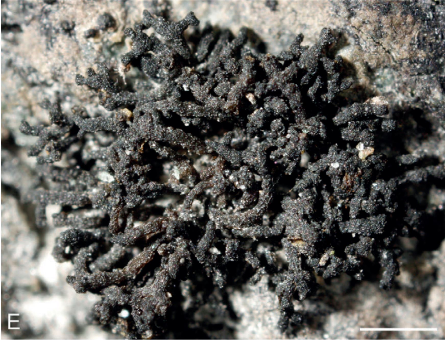 Synalissina cladodes (Tuck.) M. Schultz & M. Prieto