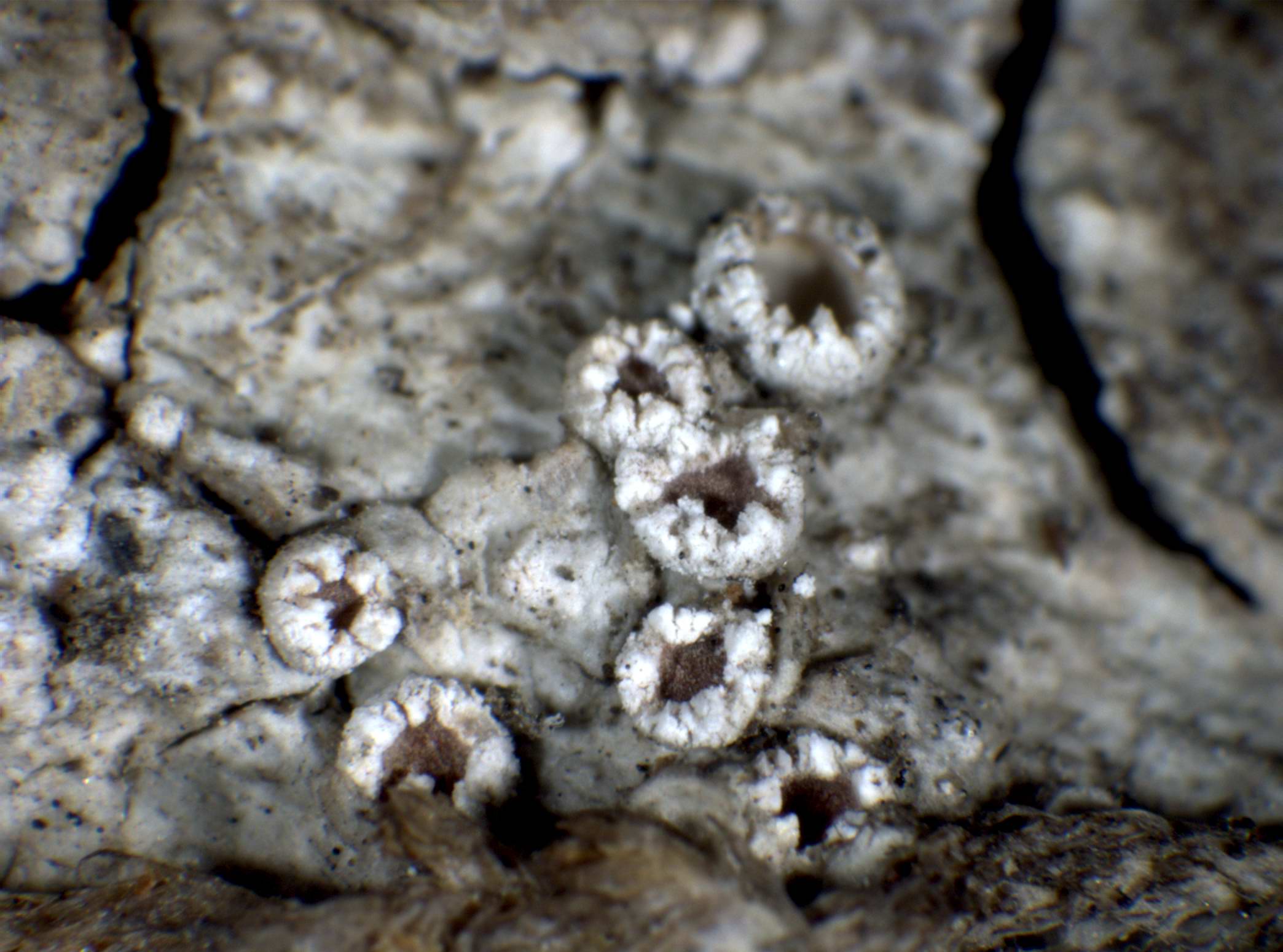 Gyalecta ulmi (Sw.) Zahlbr.