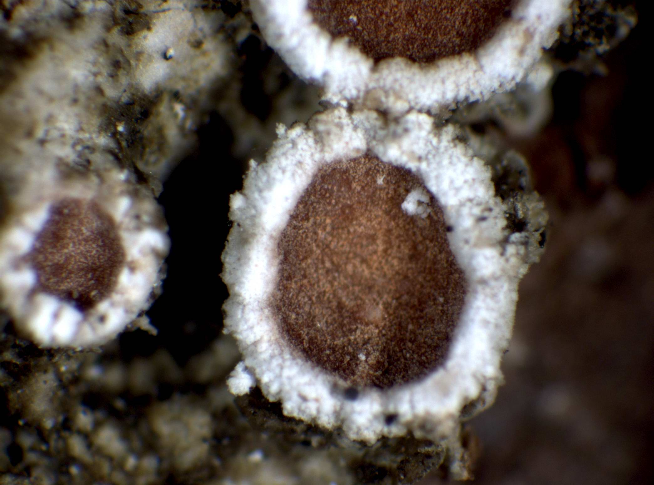 Gyalecta ulmi (Sw.) Zahlbr.