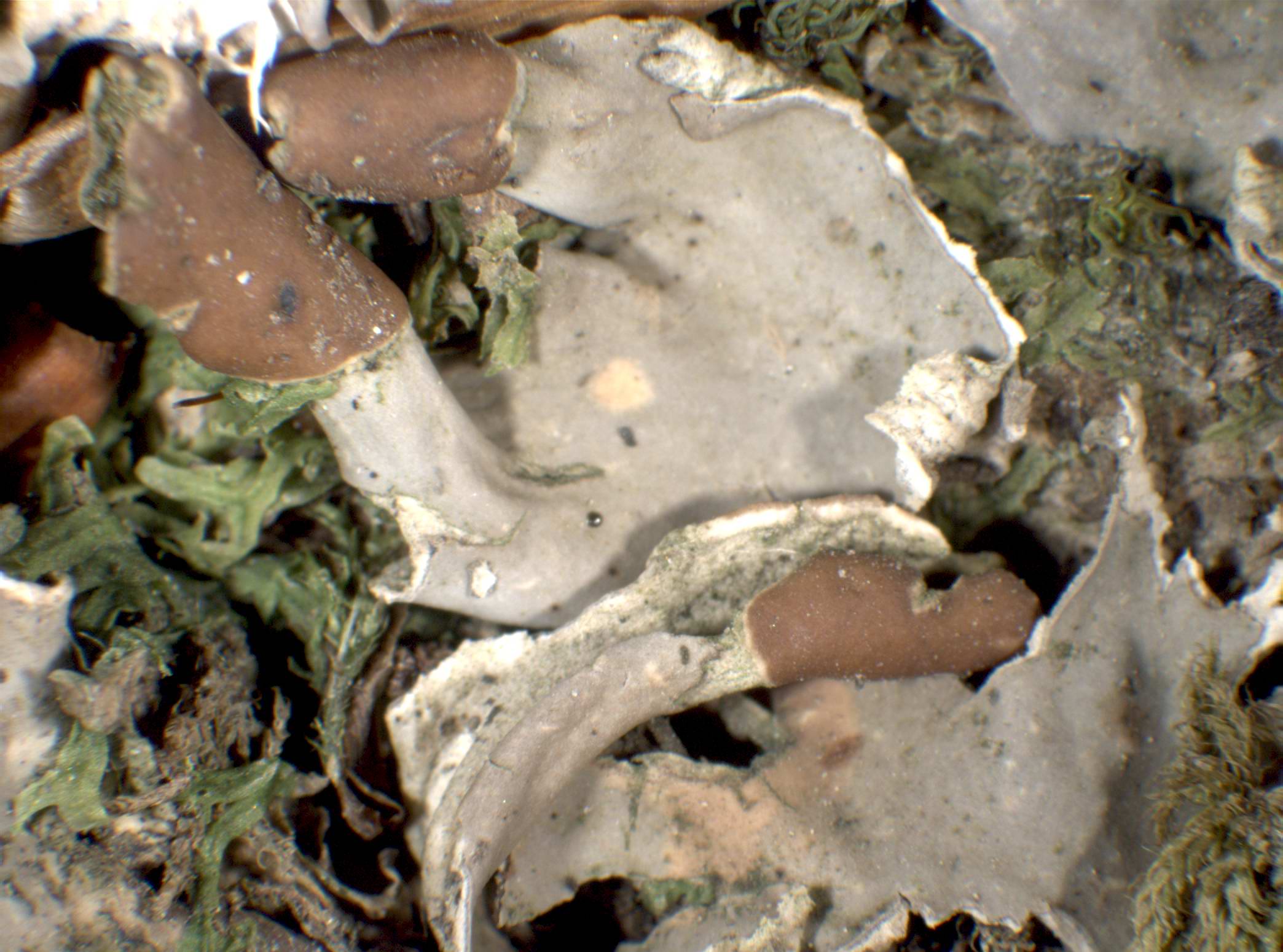 Peltigera degenii Gyeln.