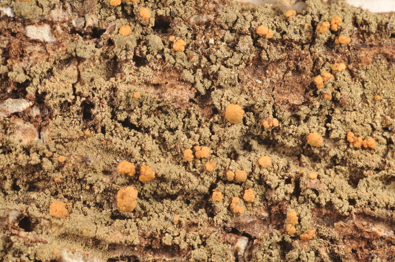 Images of Phyllopsora cognata (Nyl.) Timdal