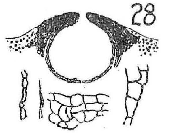 Verrucaria fuscovelutina Servít
