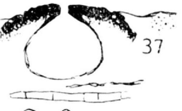 Verrucaria pilosoides Servít