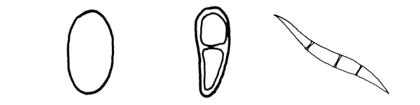 Italic Keymaker